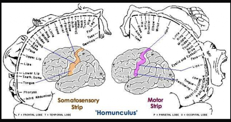 The Brain and Spinal Cord – Introduction to Psychology & Neuroscience