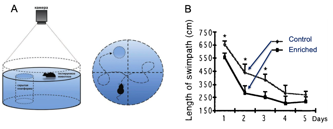 Spatial Memory – Introduction to Psychology & Neuroscience